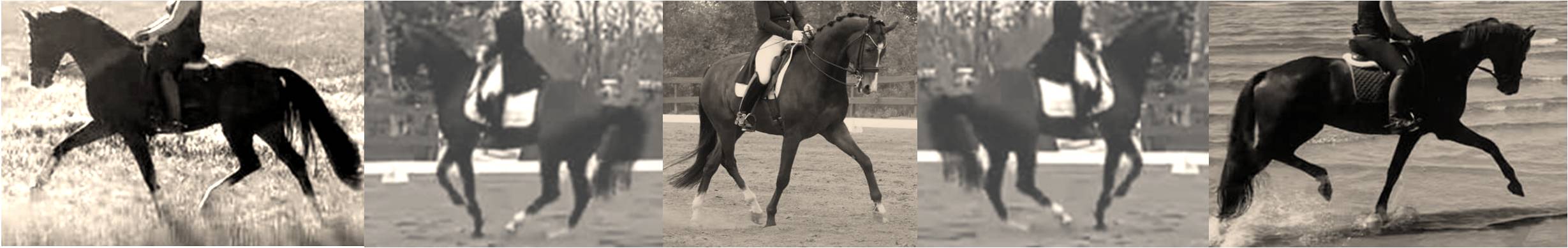 The Failure of Dressage Judging – A to Z Dressage